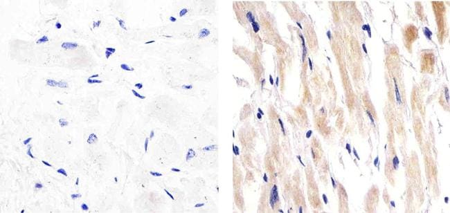 Perlecan Antibody (13-4400)