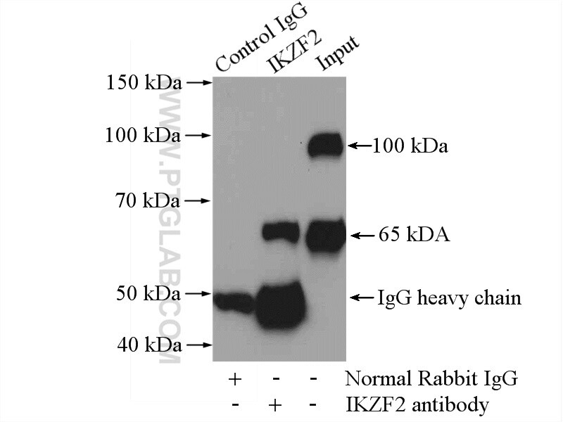 IKZF2 Antibody (13554-1-AP)