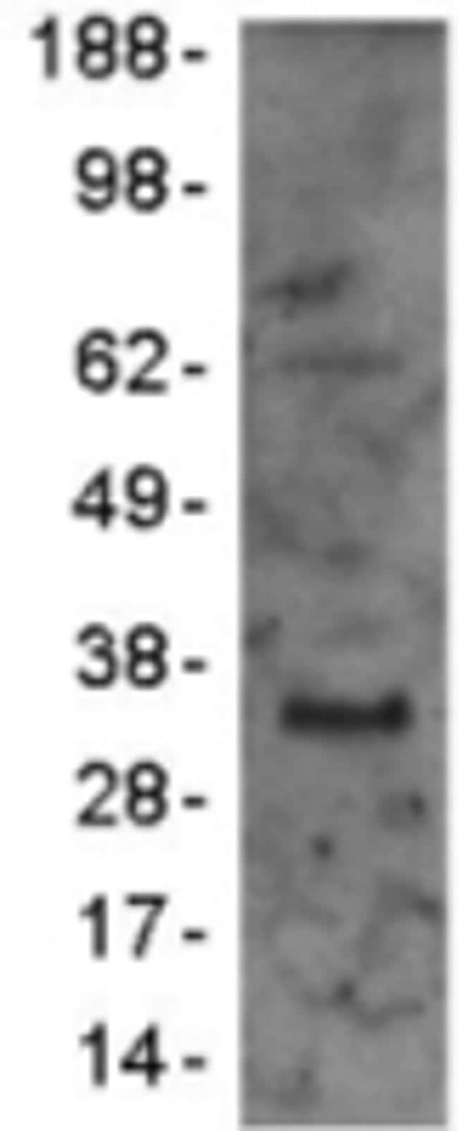 CD79a Antibody (14-0791-82)