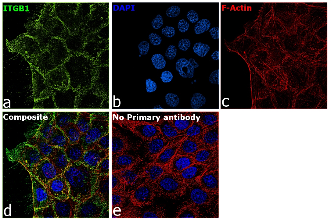 CD29 (Integrin beta 1) Antibody (14-0299-80)