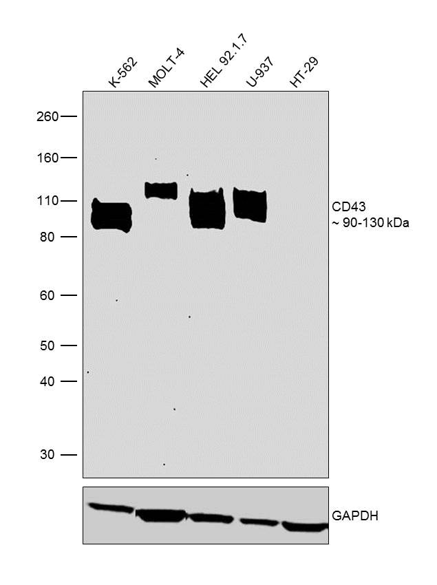 CD43 Antibody (14-0439-82)