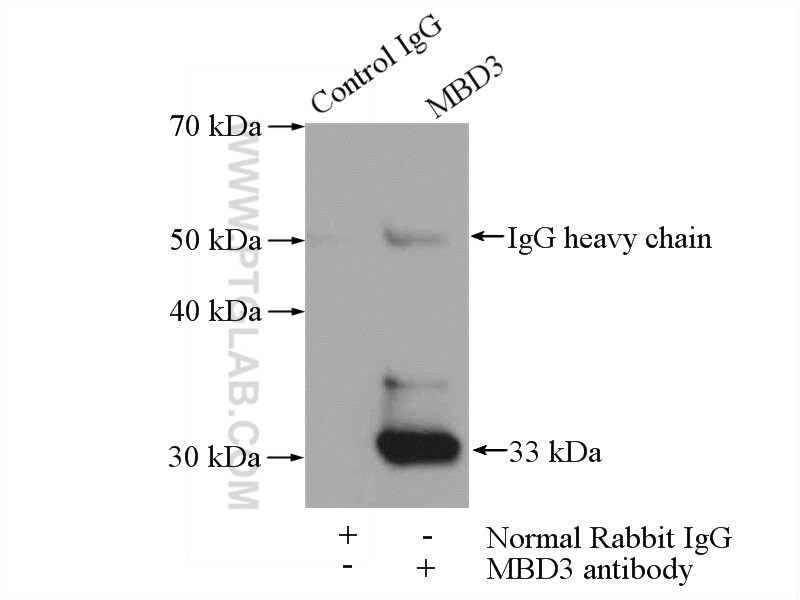MBD3 Antibody (14258-1-AP)