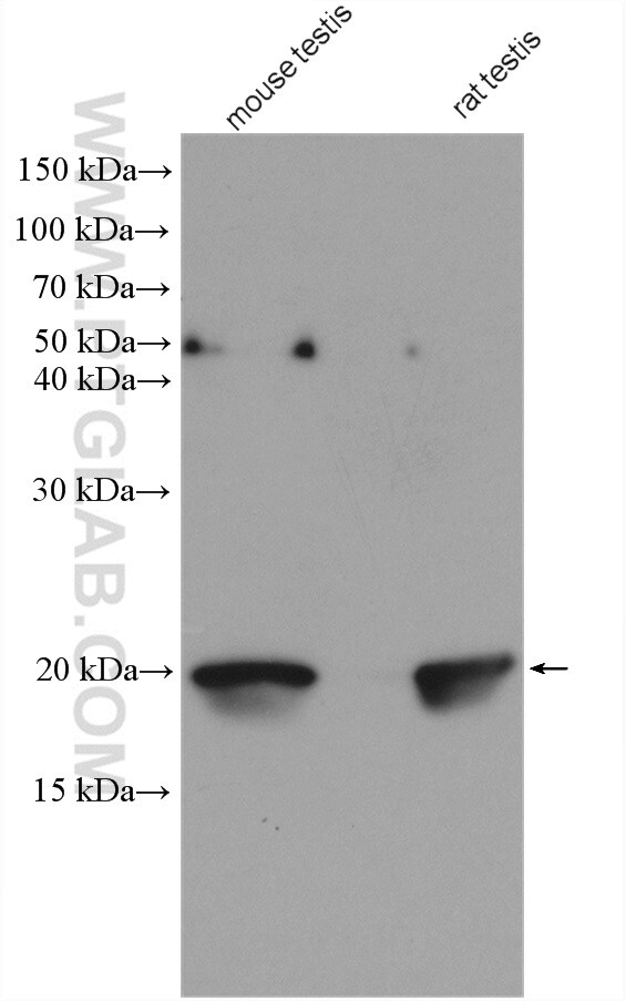 GPX4 Antibody (14432-1-AP)
