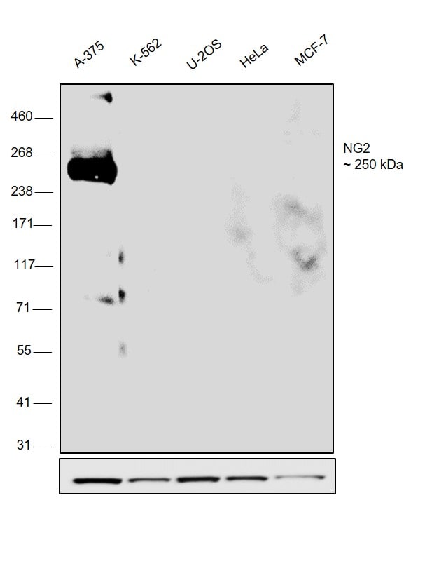 Neural/Glial Antigen 2 (NG2) Antibody (14-6504-82)
