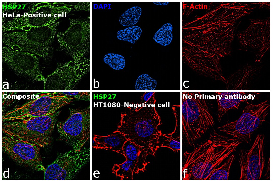 HSP27 Antibody (14-9112-80)