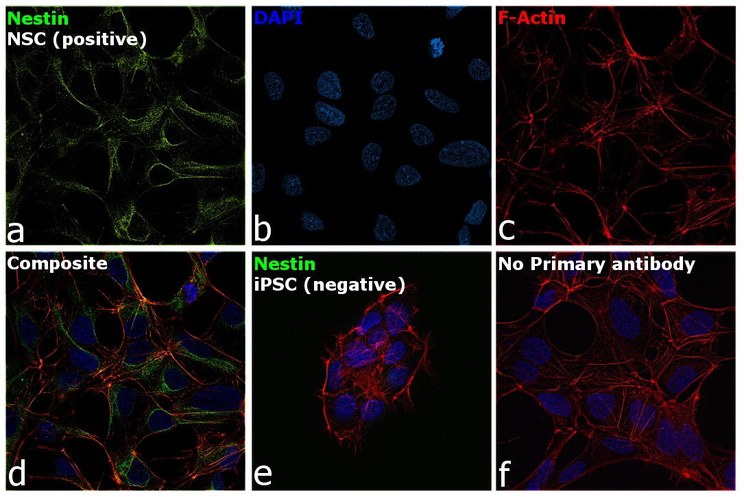 Nestin Antibody (14-9843-82)