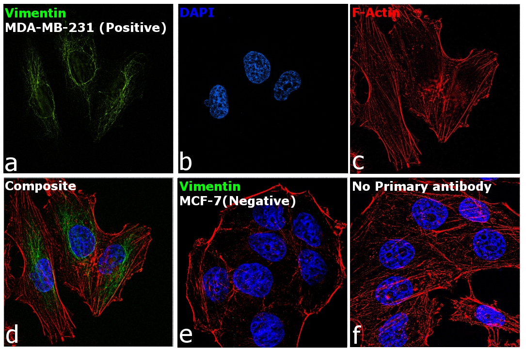 Vimentin Antibody (14-9897-82)