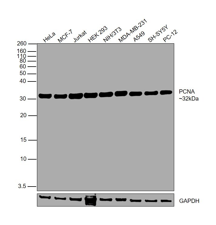 PCNA Antibody (14-9910-82)