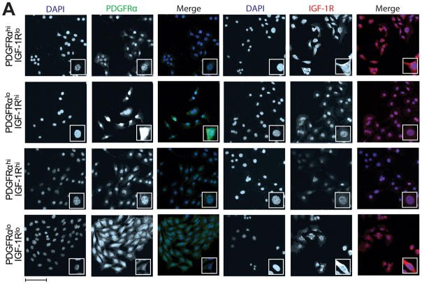 CD140a (PDGFRA) Antibody, APC (17-1401-81)
