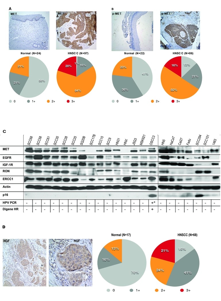 c-Met Antibody (37-0100)