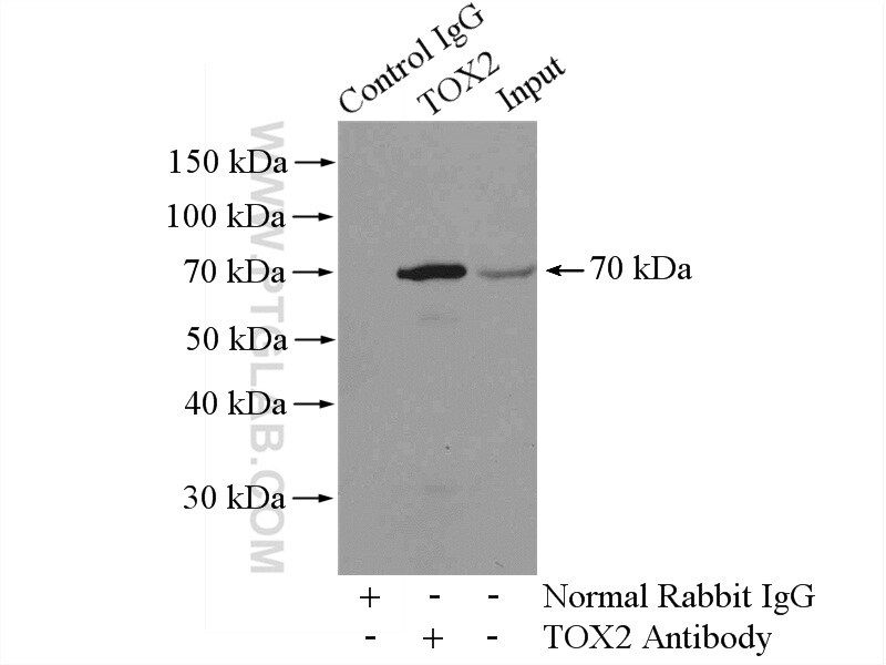 TOX2 Antibody (21162-1-AP)