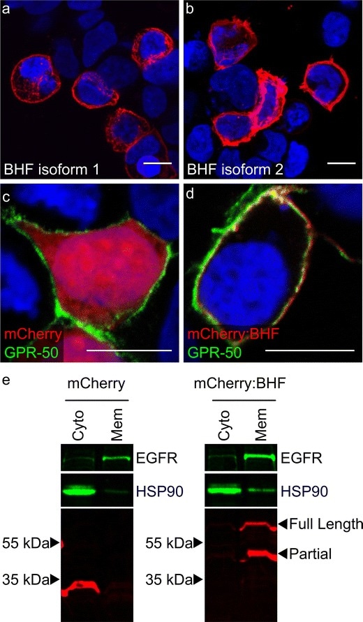 mCherry Antibody (Monoclonal, 16D7)