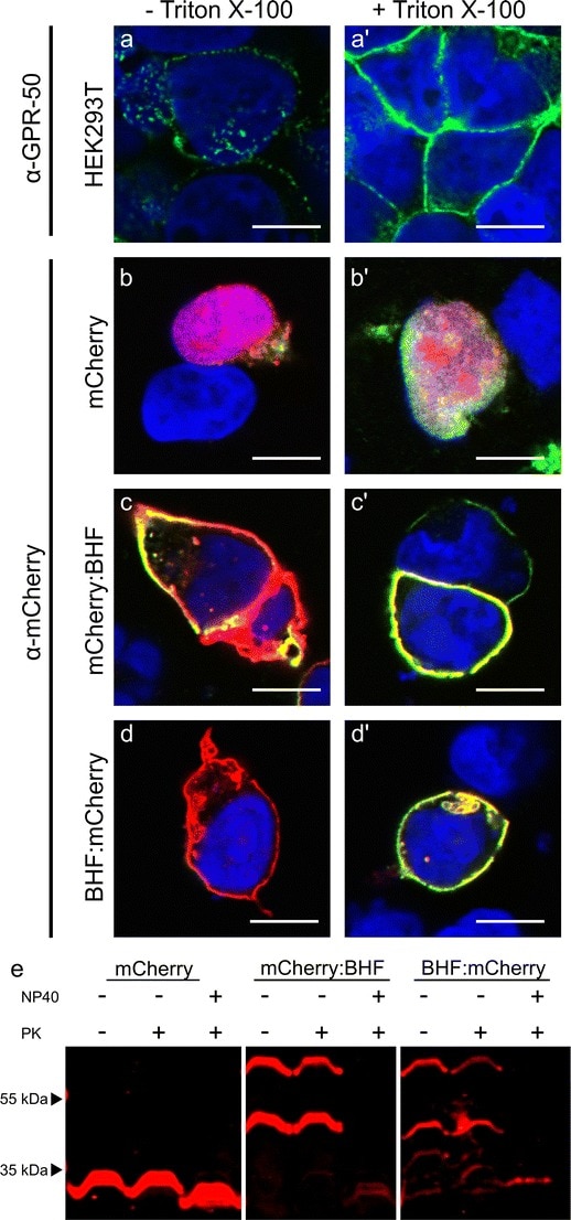 mCherry Antibody (Monoclonal, 16D7)