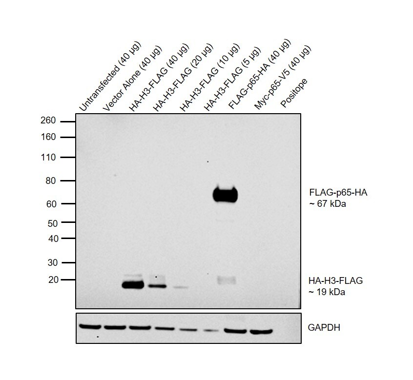 HA Tag Antibody (26183)