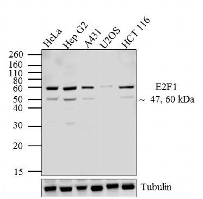 E2F1 Antibody (32-1400)