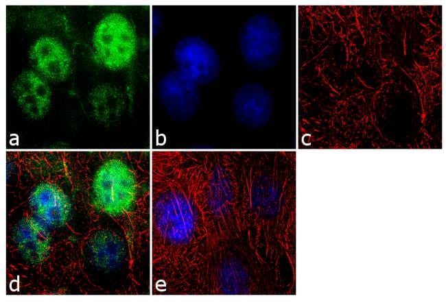 SRSF1 Antibody (32-4600)