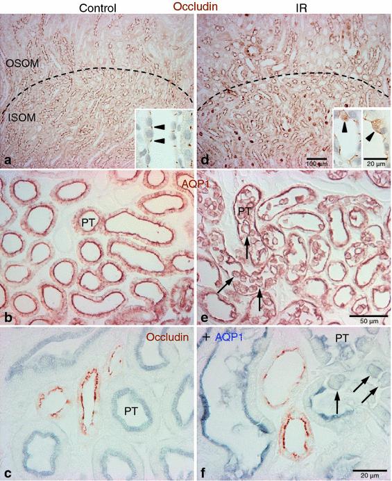 Occludin Antibody (Monoclonal, OC-3F10)