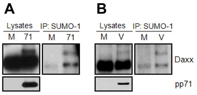SUMO1 Antibody (33-2400)