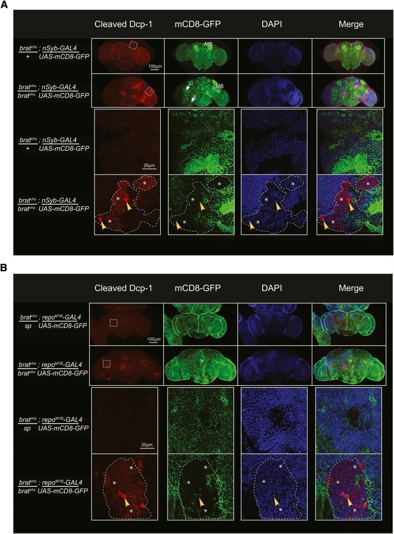 GFP Antibody (A10262)