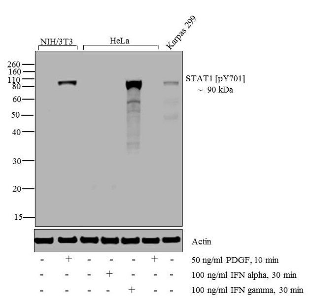 Phospho-STAT1 (Tyr701) Antibody (33-3400)