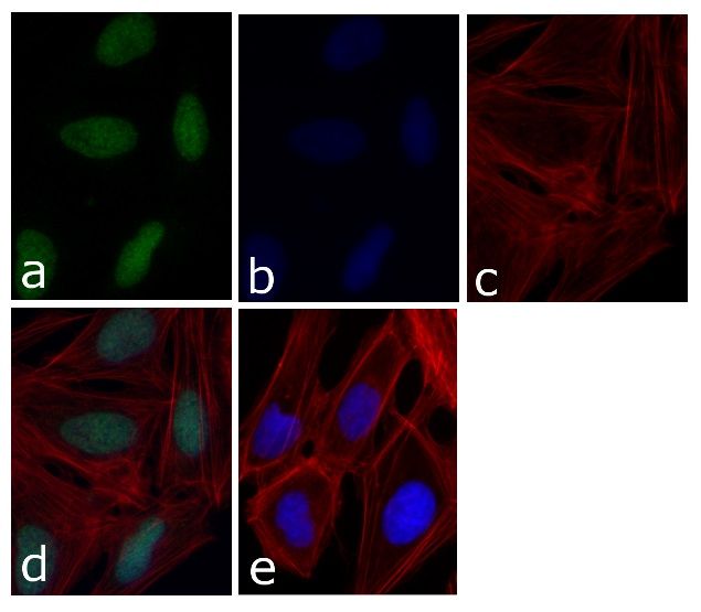 p21 Antibody (33-7000)