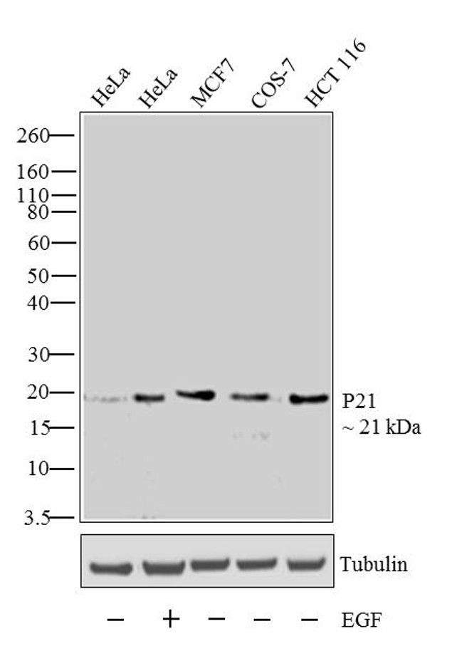 p21 Antibody (33-7000)