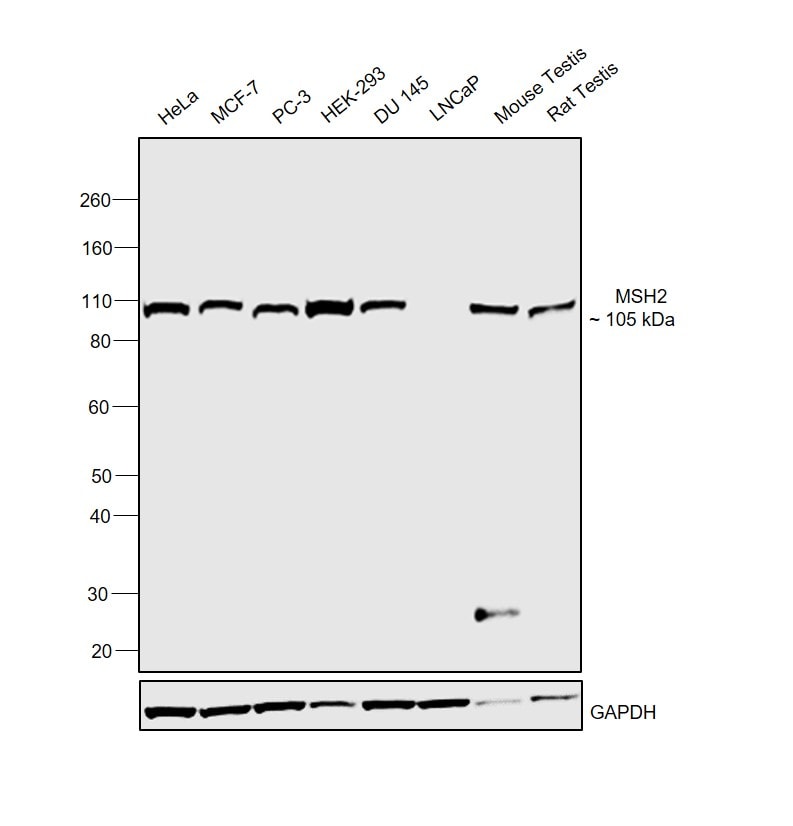 MSH2 Antibody (33-7900)