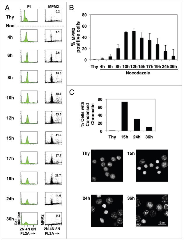 Securin Antibody (34-1500)