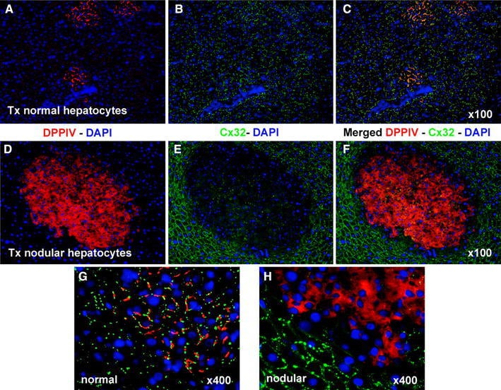 Connexin 32 Antibody (34-5700)