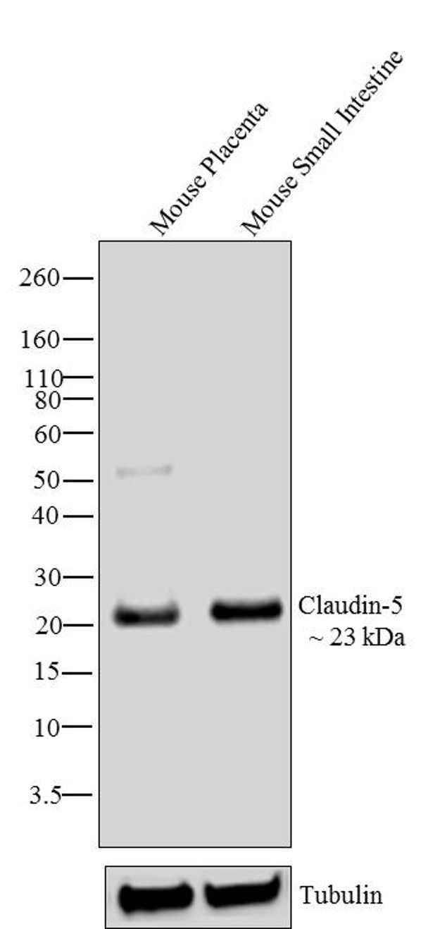 Claudin 5 Antibody (Monoclonal, 4C3C2)