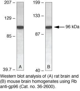 GRP94 Antibody (36-2600)