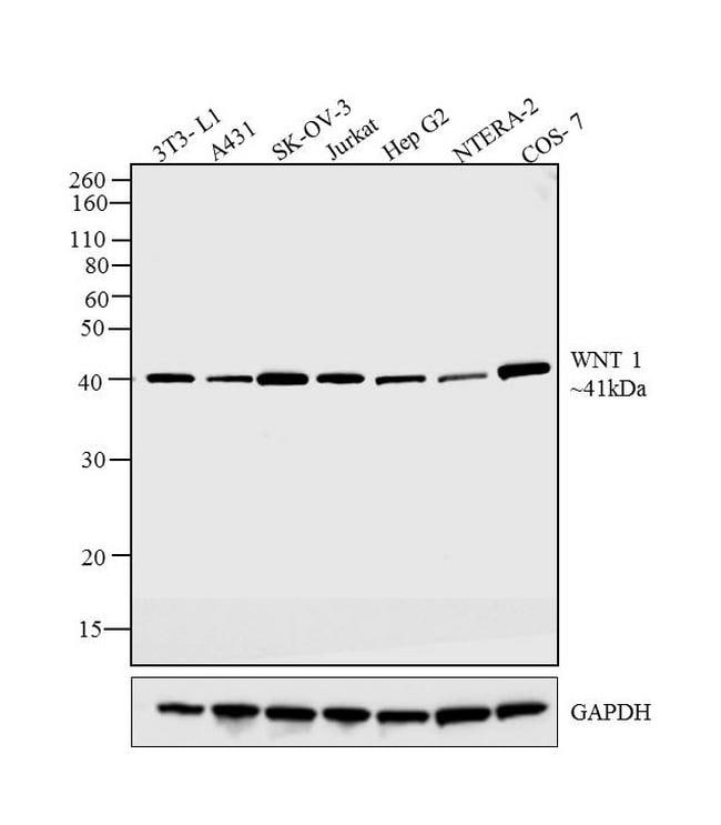 WNT1 Antibody (36-5800)