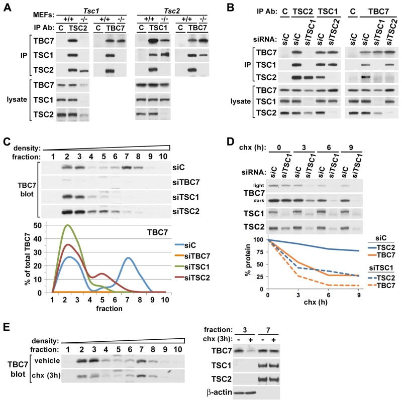 TSC2 Antibody (37-0500)