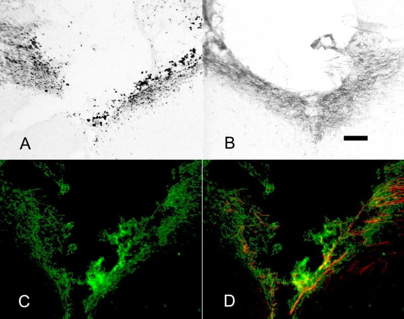 Anti-NG2 Antibodies | Invitrogen