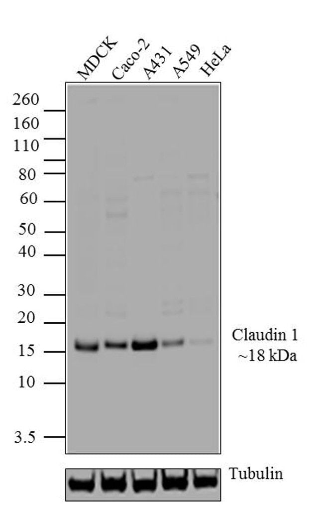Claudin 1 Antibody (37-4900)