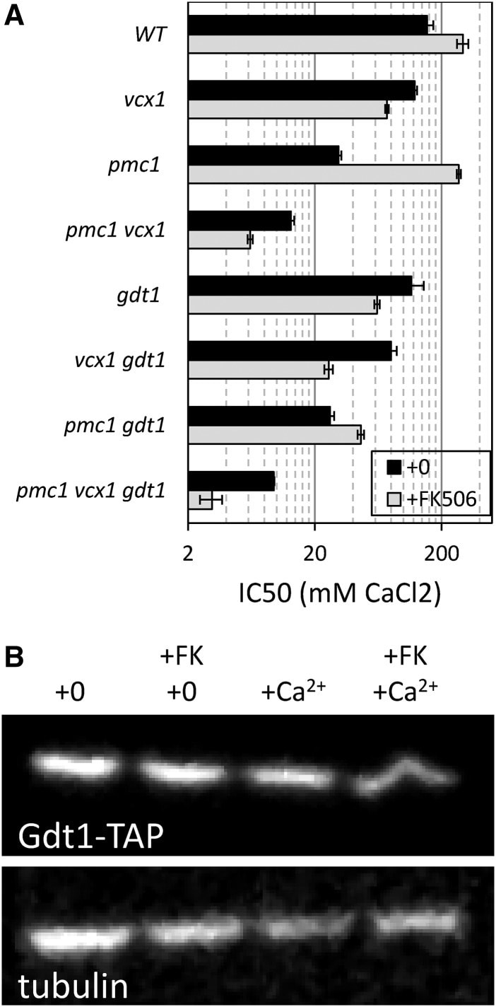 TAP Tag Antibody (CAB1001)