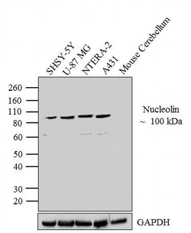 Nucleolin Antibody (39-6400)