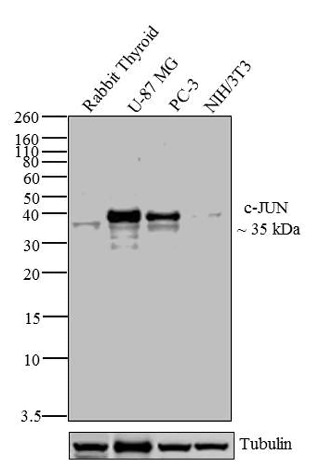 c-Jun Antibody (39-7500)