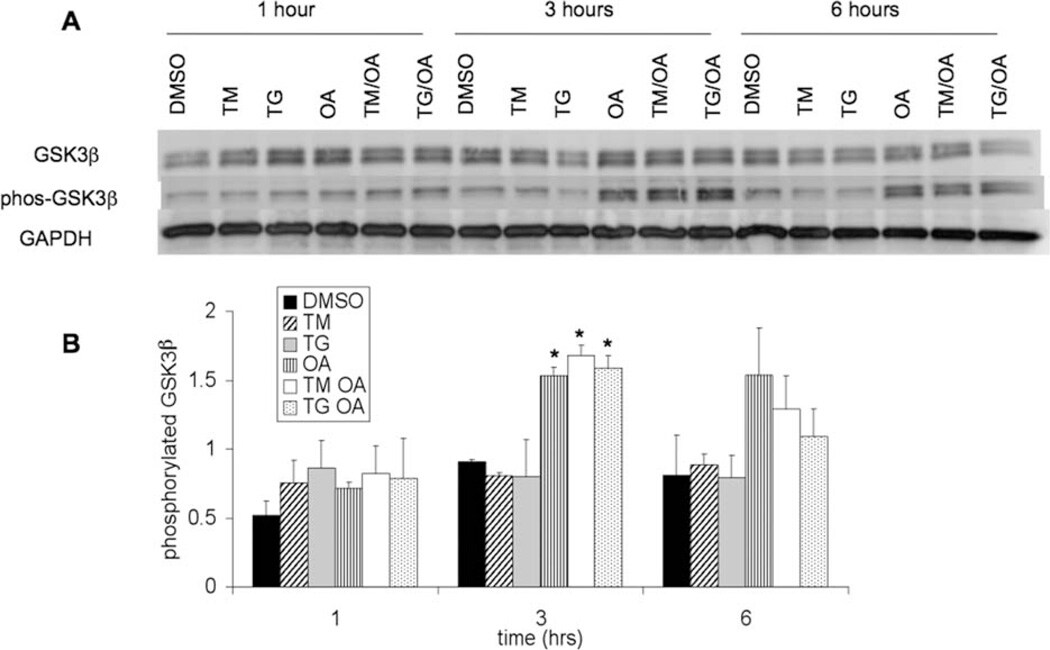 GAPDH Antibody (Monoclonal, ZG003)