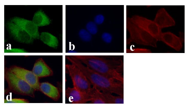 Anti-GAPDH Antibodies | Invitrogen