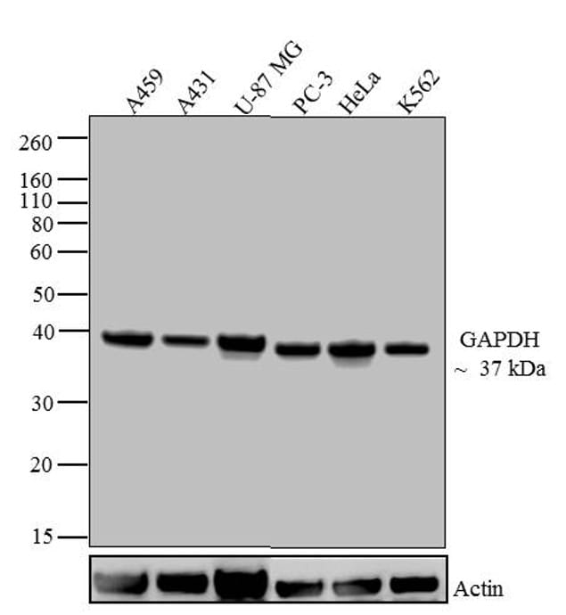 GAPDH Antibody (39-8600)