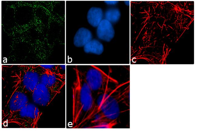 PDE4B Antibody (40-1400)