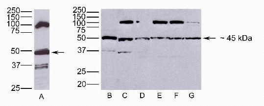 JAM3 Antibody (40-8900)