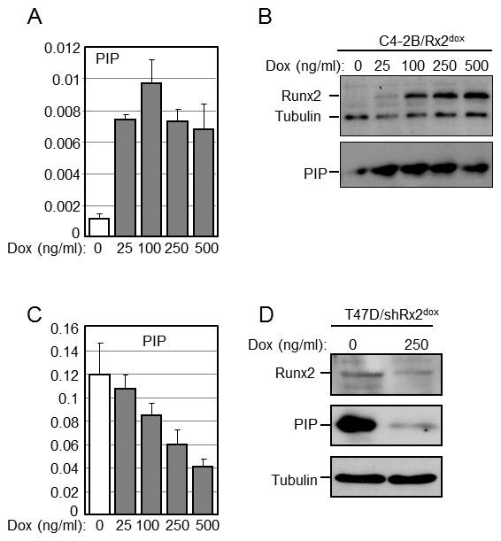 RUNX2 Antibody (Monoclonal, ZR002)