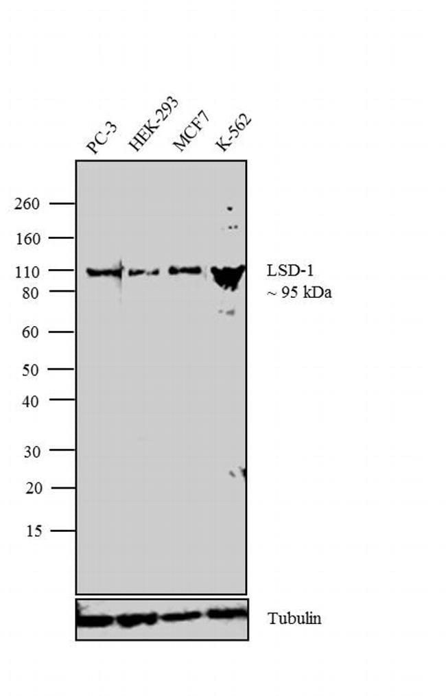 LSD1 Antibody (41-3300)