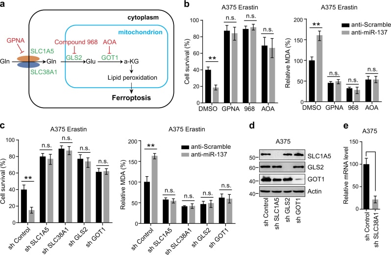 GOT1 Antibody (PA5-24634)
