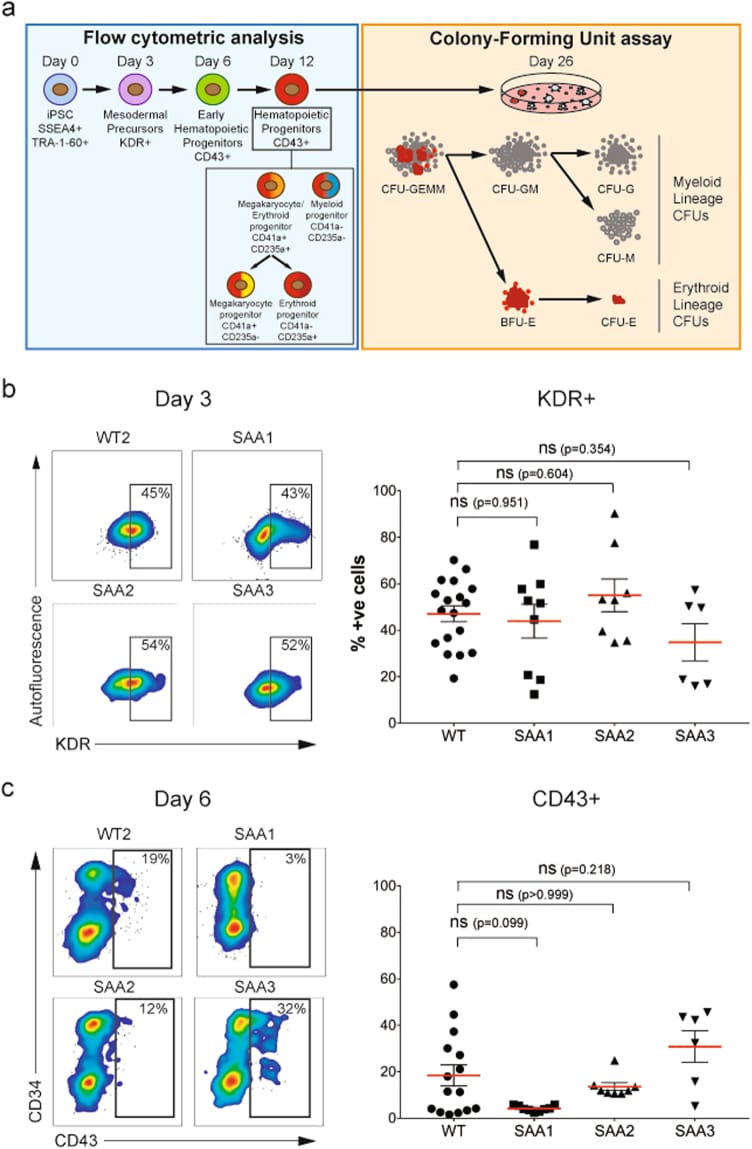 CD43 Antibody, FITC (MHCD4301)