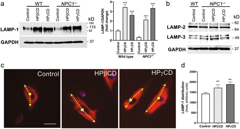 LAMP2 Antibody (PA1-655)