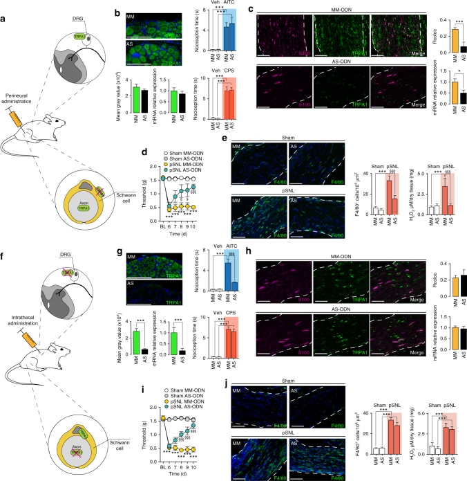 F4/80 Antibody (MA5-16624)