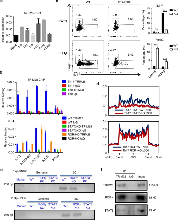 ROR gamma (t) Antibody (14-6988-82)